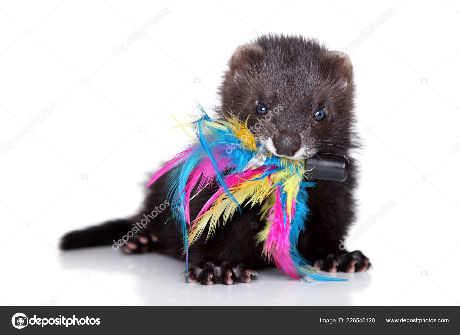 Ferret Puppy Playing Colored Feathers White Background Stock Photo by ...