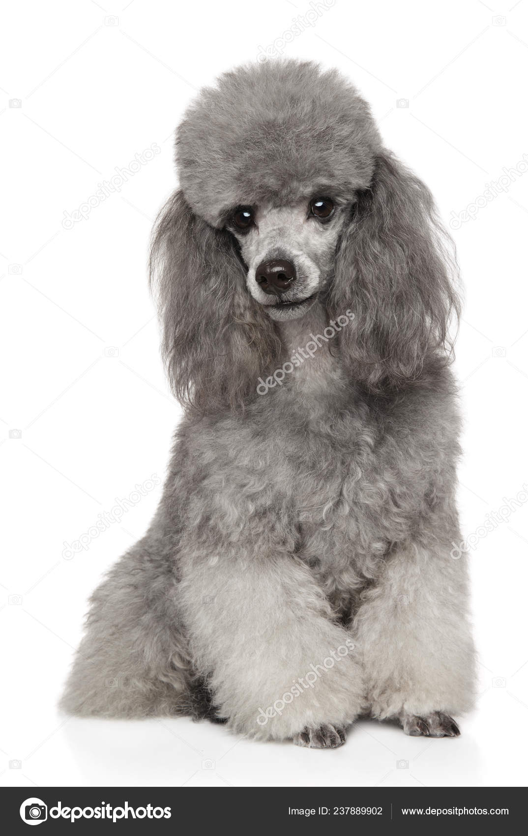 Gray Toy Poodle