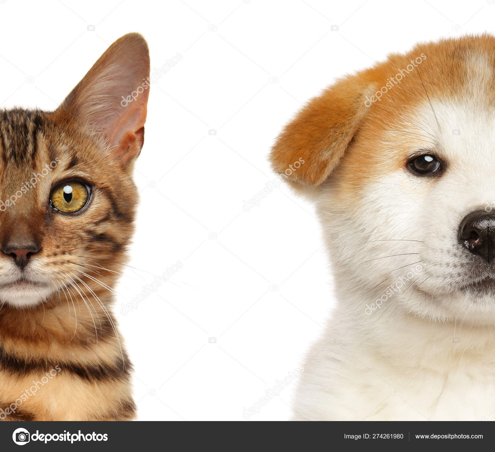 Half Dog Half Cat Real