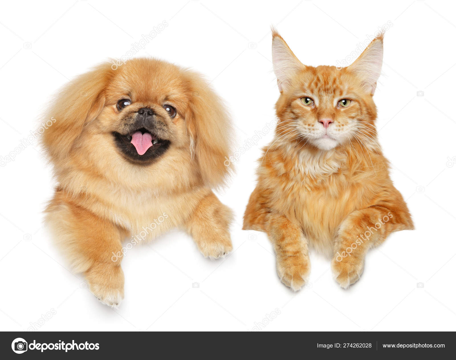 Are Pekingese Good With Cats