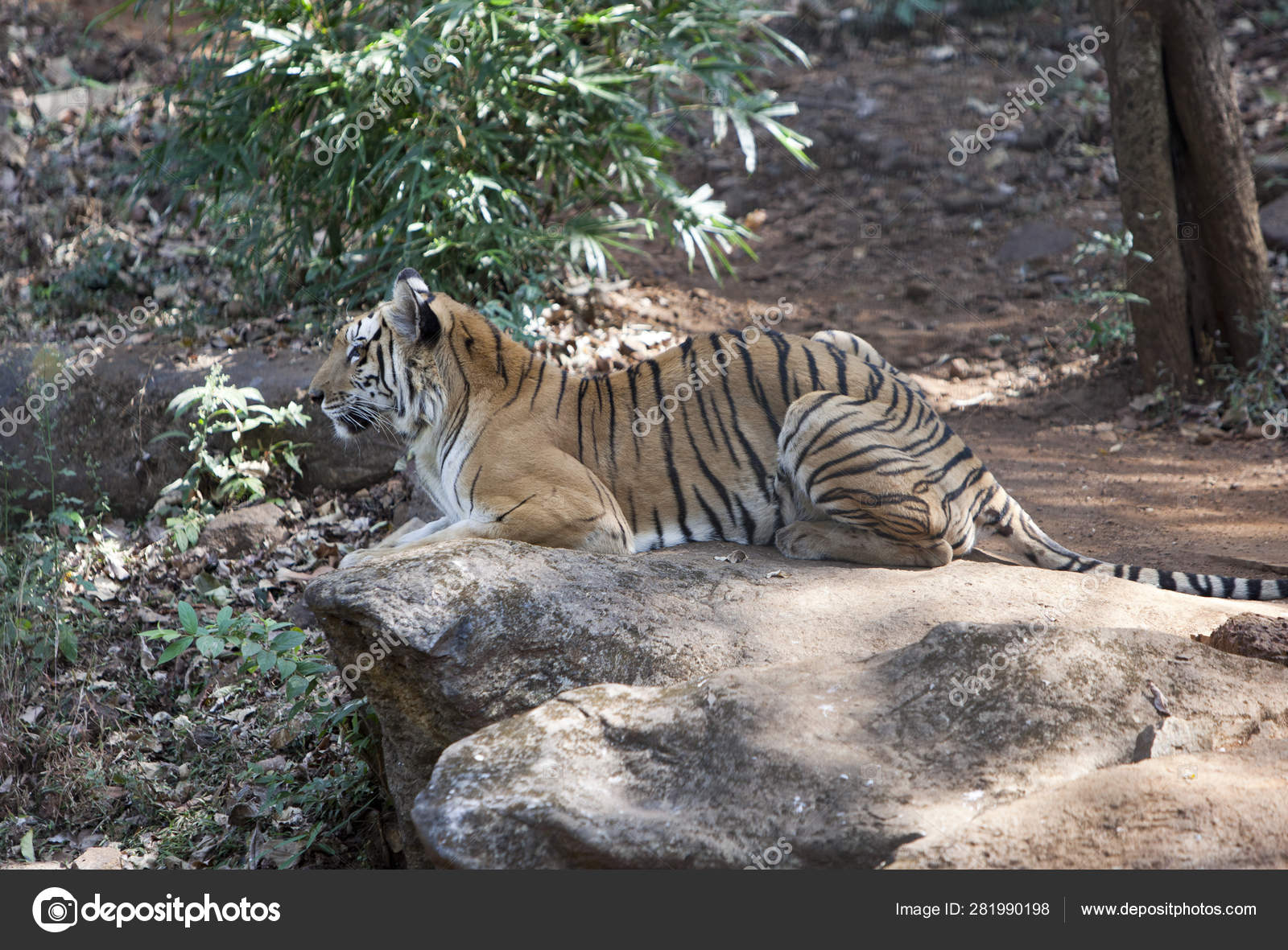 Tiger Lies Stone — Stock Photo © KKulikov #281990198