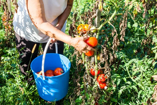 Picking harvest Stock Photos, Royalty Free Picking harvest Images ...