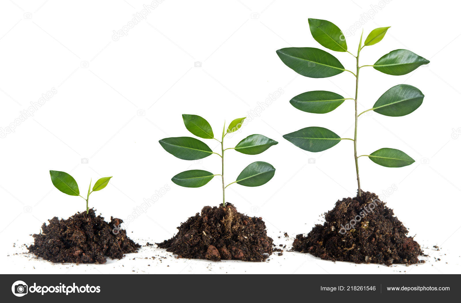 Saplings White Background — Stock Photo © vaeenma #218261546