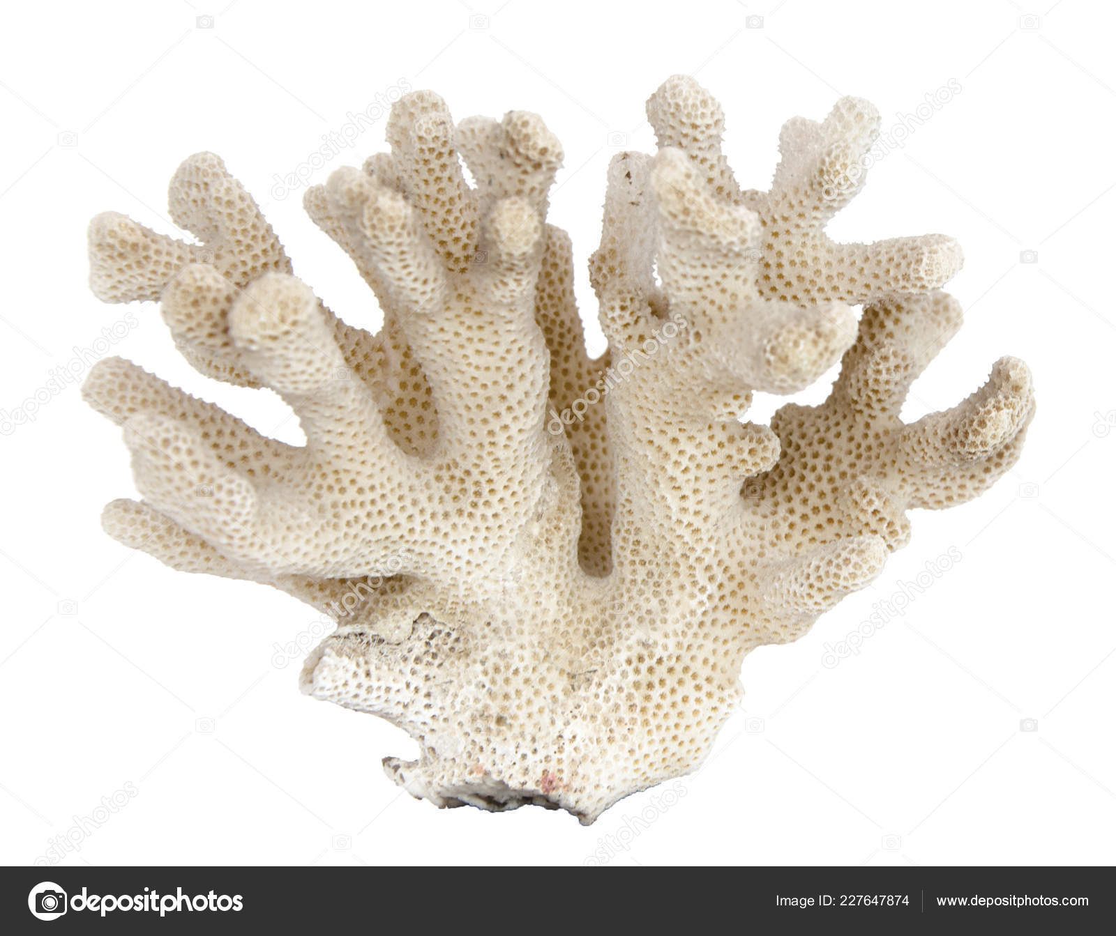 Coral Isolated White Background Stock Photo by ©vaeenma 227647874 Coral Isolated White Background Stock Photo by ©vaeenma 227647874