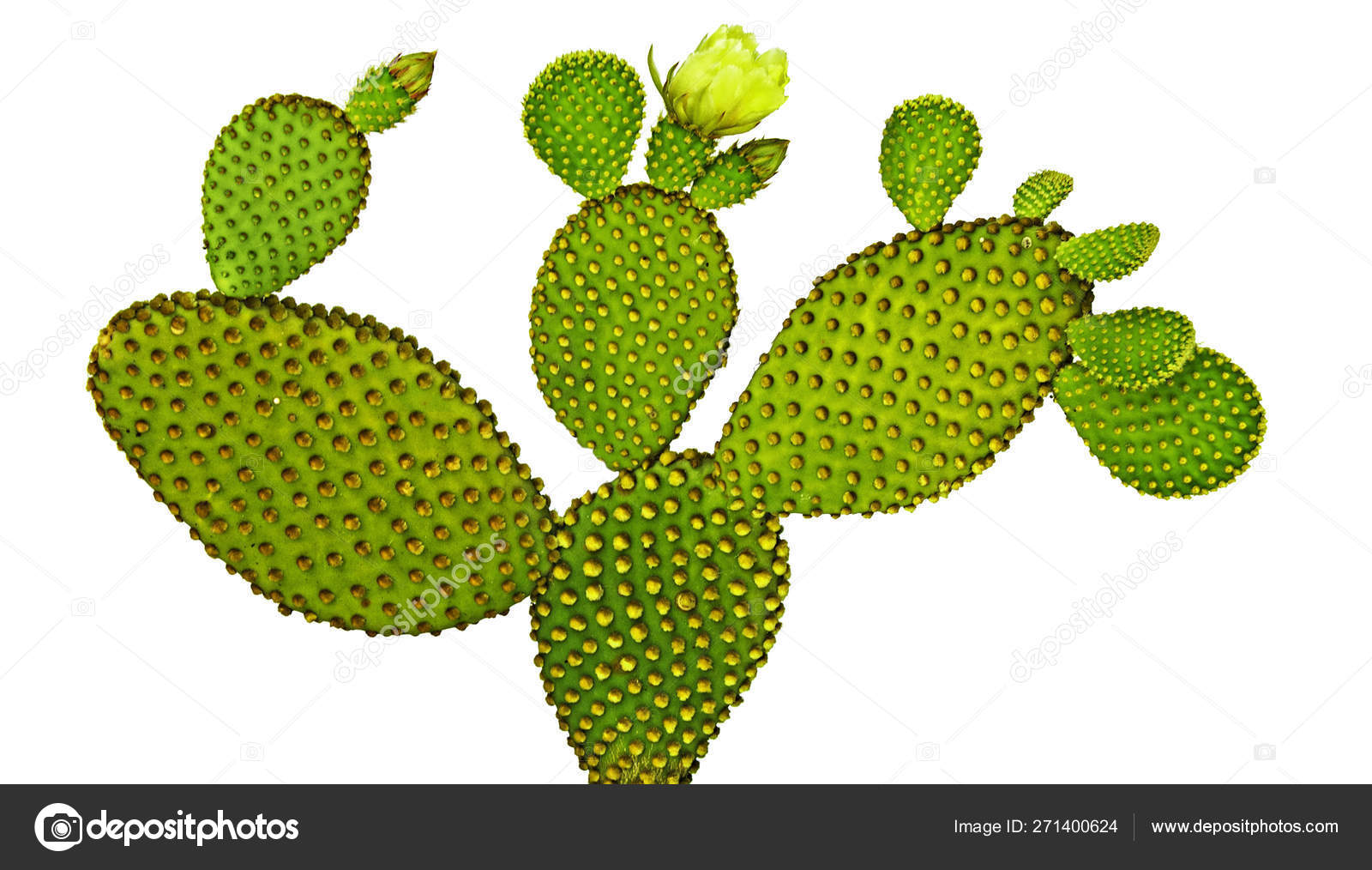 Close up of opuntia cactus — Stock Photo © vaeenma #271400624