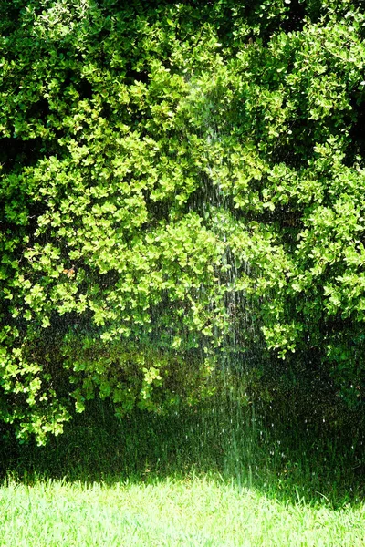 Plants spraying Stock Photos, Royalty Free Plants spraying Images ...