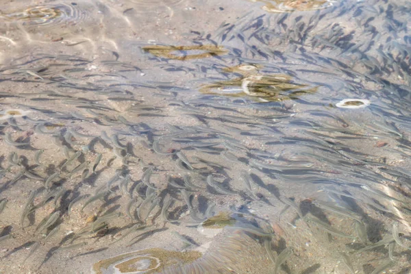 shallow sea fish, top view - Stock Image - Everypixel