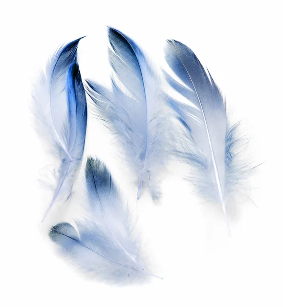 Falling Feathers Transparent