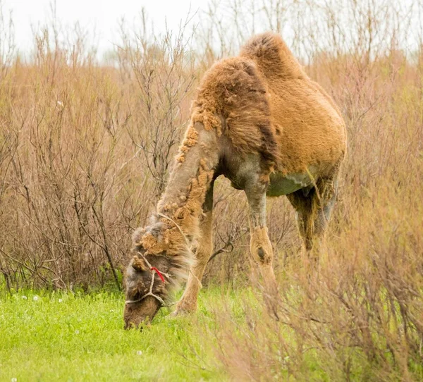 camel in the field of green grass spring - Stock Image - Everypixel