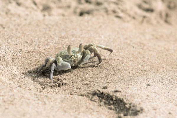 Sand crabs Stock Photos, Royalty Free Sand crabs Images | Depositphotos