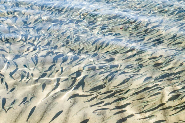shallow sea fish, top view - Stock Image - Everypixel