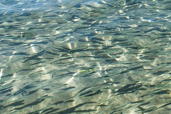 shallow sea fish, top view - Stock Image - Everypixel