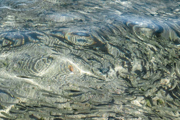 shallow sea fish, top view - Stock Image - Everypixel