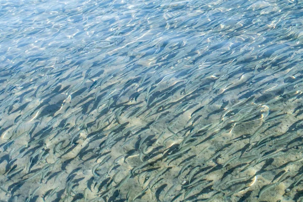 shallow sea fish, top view - Stock Image - Everypixel