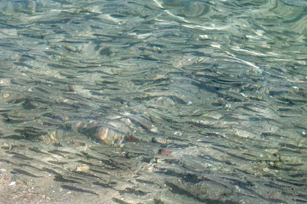 shallow sea fish, top view - Stock Image - Everypixel