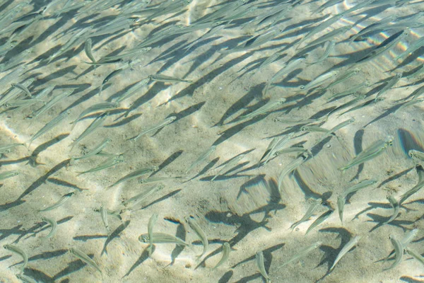 shallow sea fish, top view - Stock Image - Everypixel