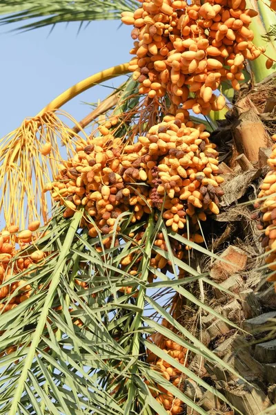 yellow dates on a tree landscape - Stock Image - Everypixel