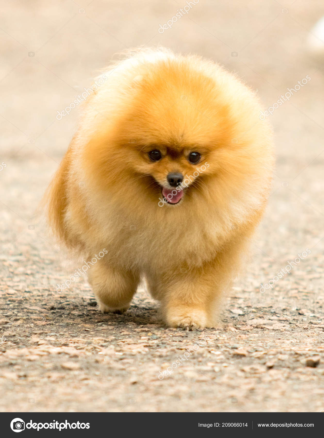 Süß Und Flauschig Spitz Hund Auf Einem Spaziergang — Stockfoto ...