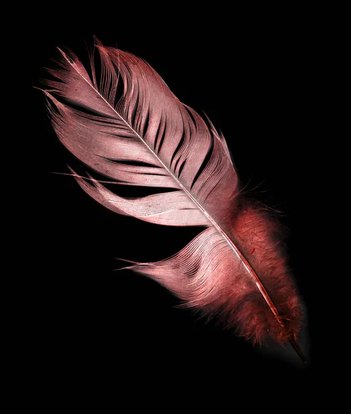 Blood feather Stock Photos, Royalty Free Blood feather Images ...