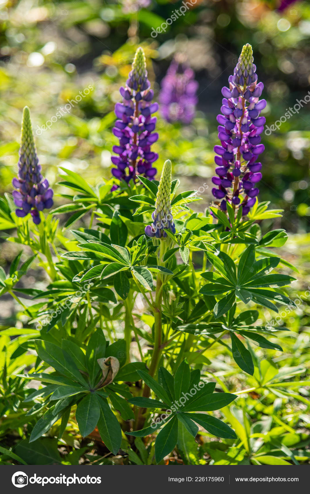 Lupinus Flowers Bright Green Foliage Nature ⬇ Stock Photo, Image by ...