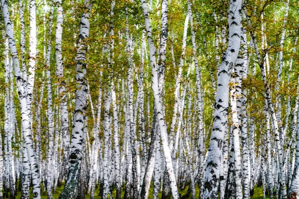 yellow birch forest, late autumn nature landscape - Stock Image - Everypixel