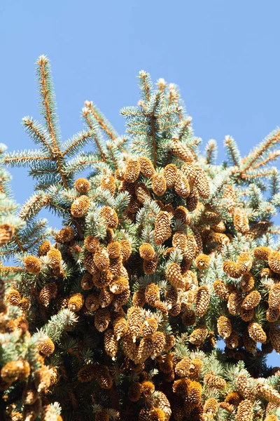 Atlas cedar cones Stock Photos, Royalty Free Atlas cedar cones Images ...