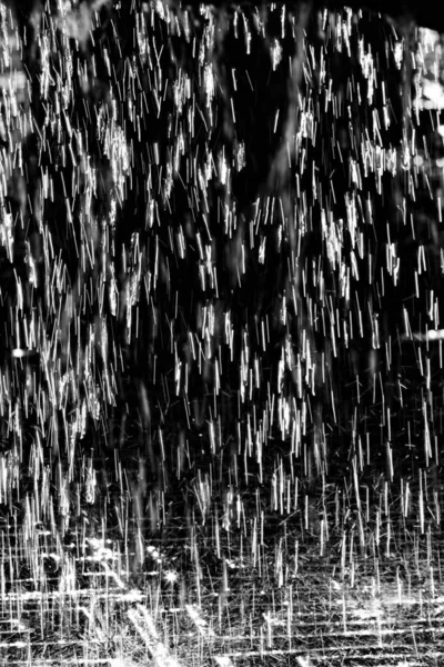 Animaux sous la pluie images libres de droit, photos de Animaux sous la ...