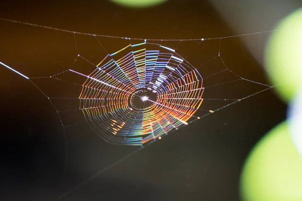 Glazen web Stock Photos, Royalty Free Glazen web Images | Depositphotos