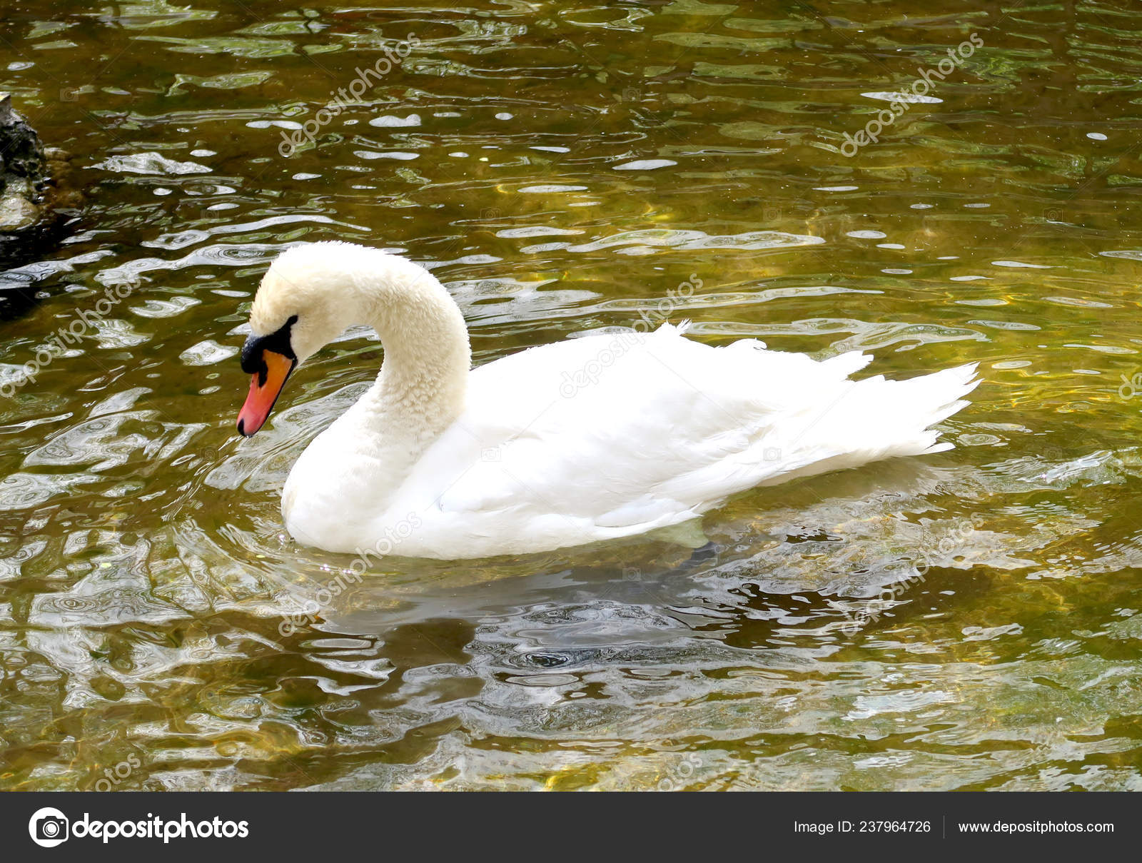 White Swan Cleaned Water Stock Photo by ©kzwwsko 237964726