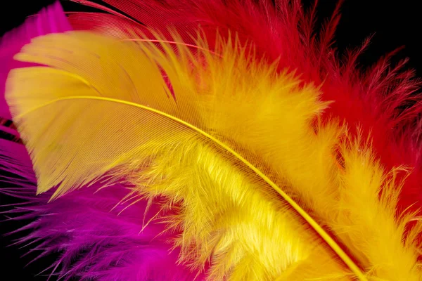 Colorful feathers Stock Photos, Royalty Free Colorful feathers Images ...