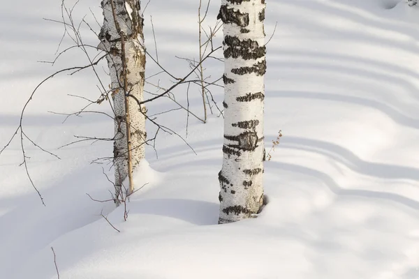 Birch trees in the winter forest, snow winter landscape. - Stock Image ...
