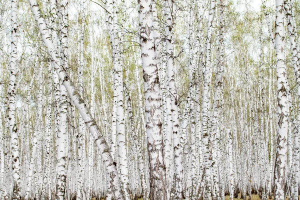 White birch trees forest background, spring. - Stock Image - Everypixel