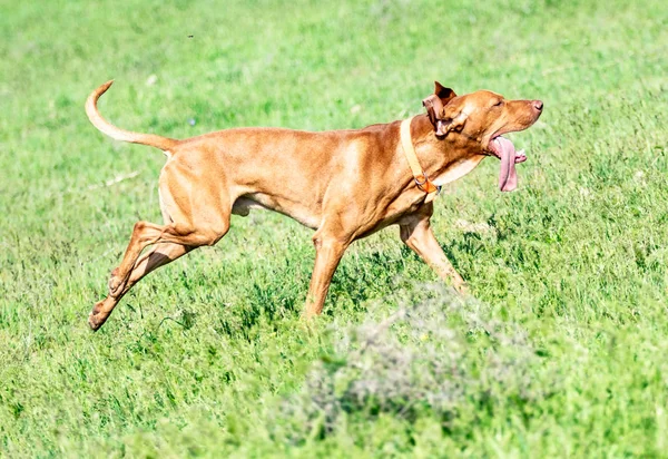 Red dog runs Stock Photos, Royalty Free Red dog runs Images | Depositphotos