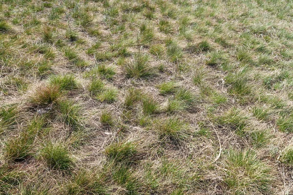 Bumpy grass ⬇ Stock Photo, Image by © jccdalmeida #6550438