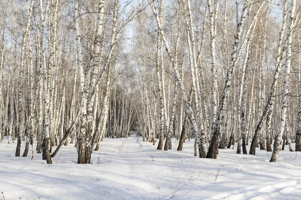 Winter birch woods alley — Stock Photo © Kokhanchikov #1113222