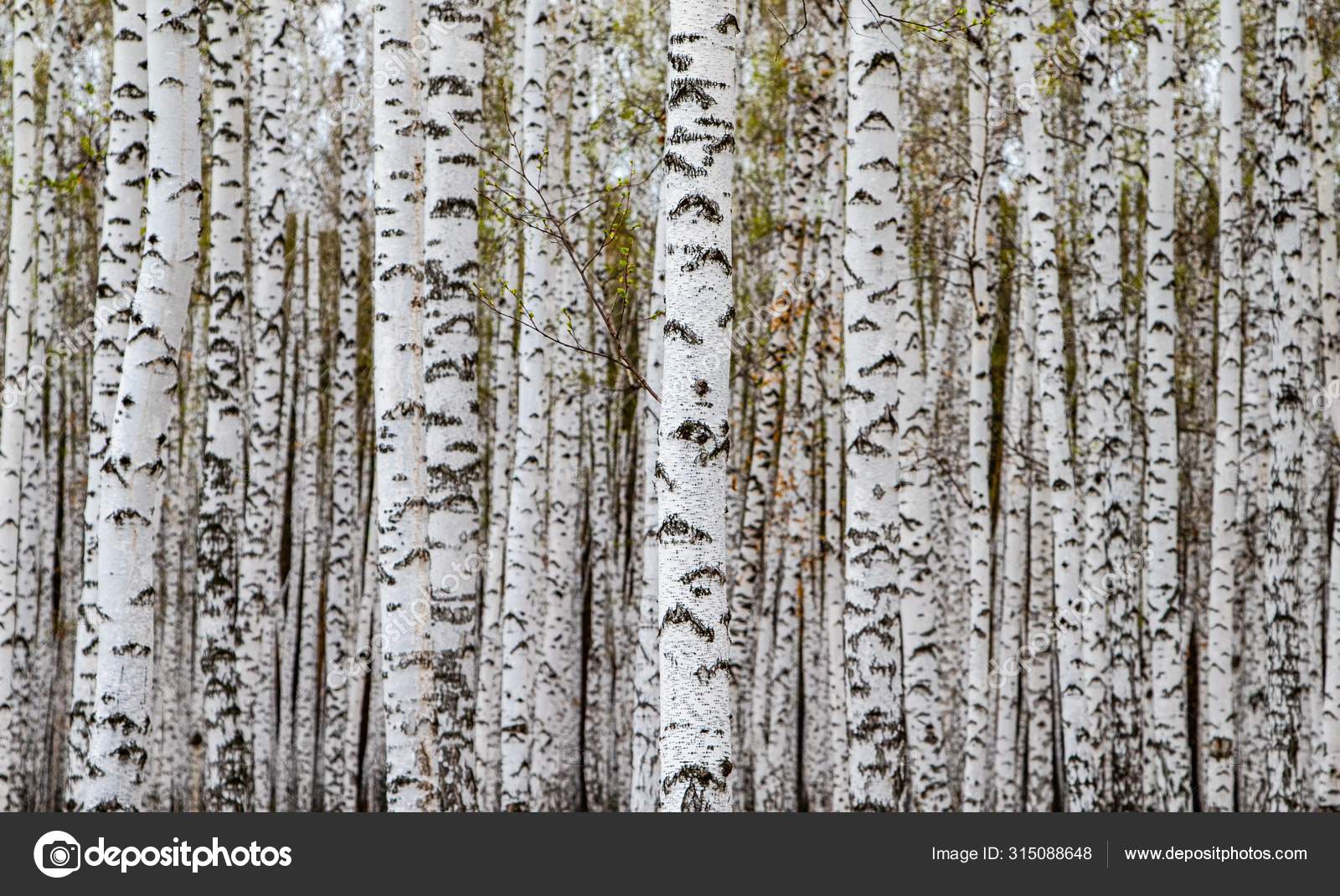 Birch Tree Background