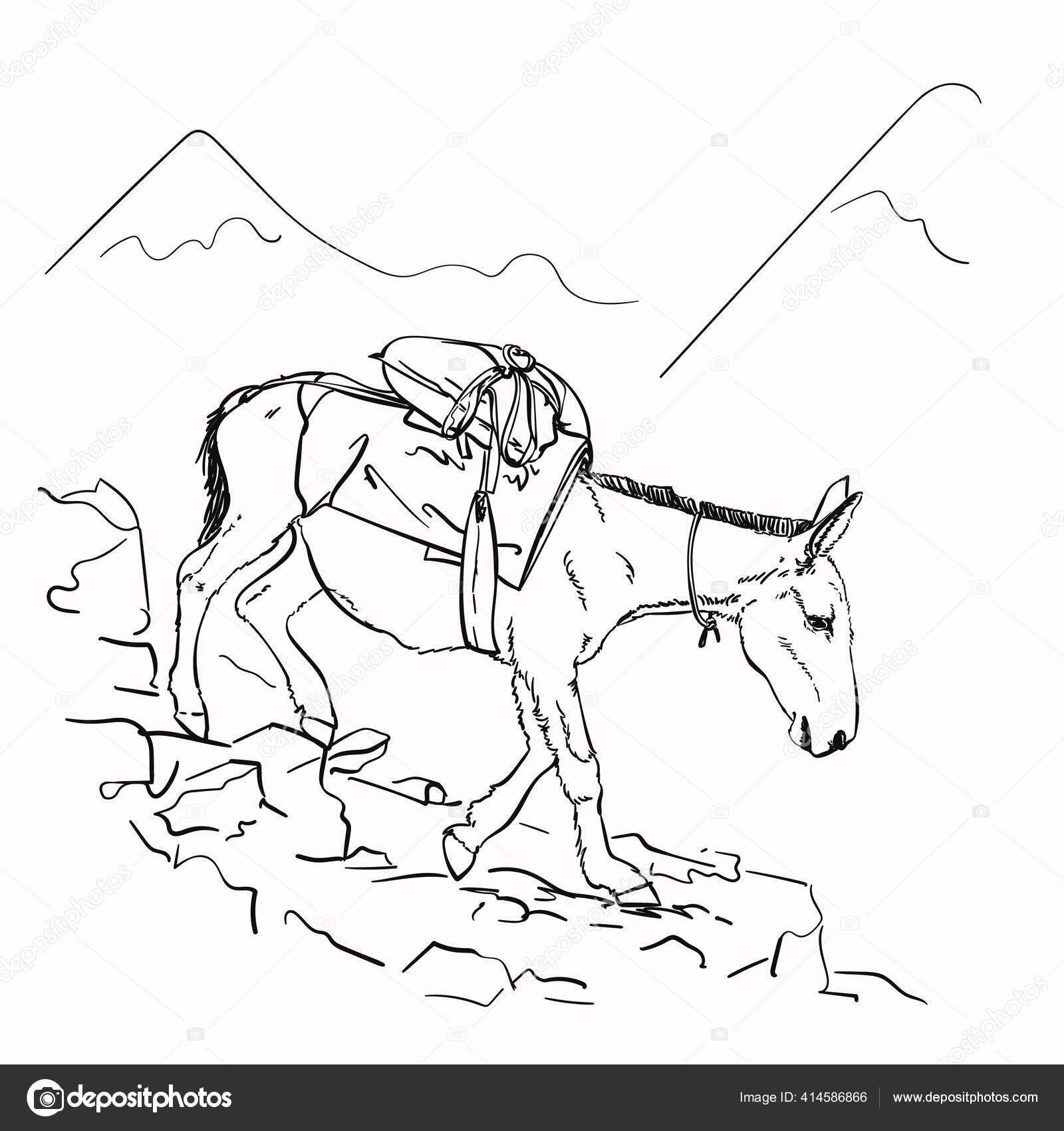 Mule Drawing