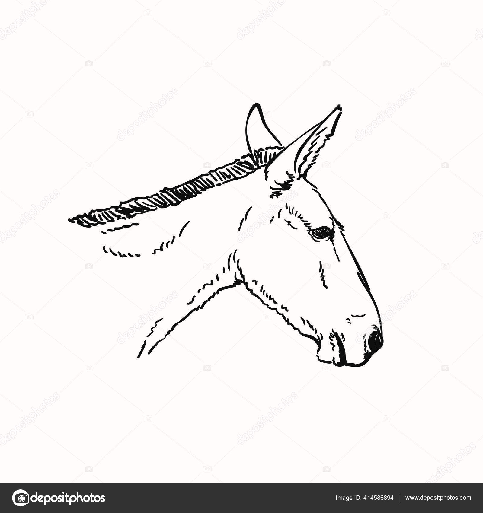 Cabeça Mula Esboço Vetorial Ilustração Linear Desenhada Mão imagem ...