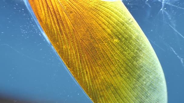 Close up Stock Videos, Royalty Free Close up Footages | Depositphotos®