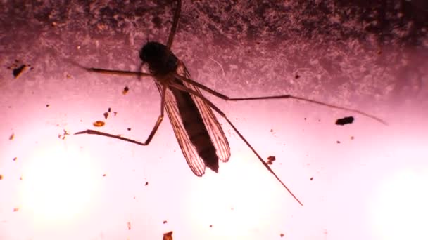 Insect Analysis Lab Close — Stock Video © janaka #218338070