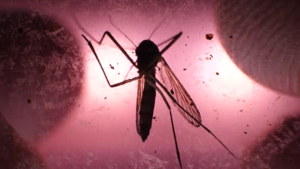 Insect Analysis Lab Close — Stock Video © janaka #218351324