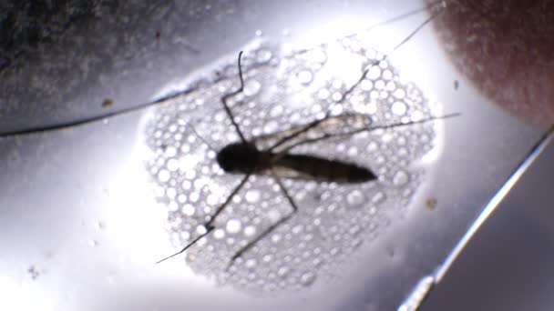 Insect Analysis Lab Close — Stock Video © janaka #218374096