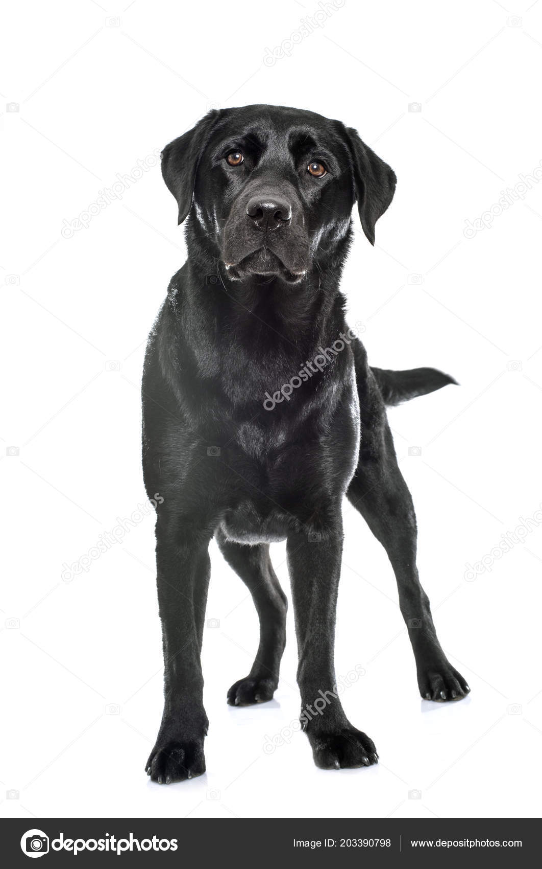 Black Lab Dog Female