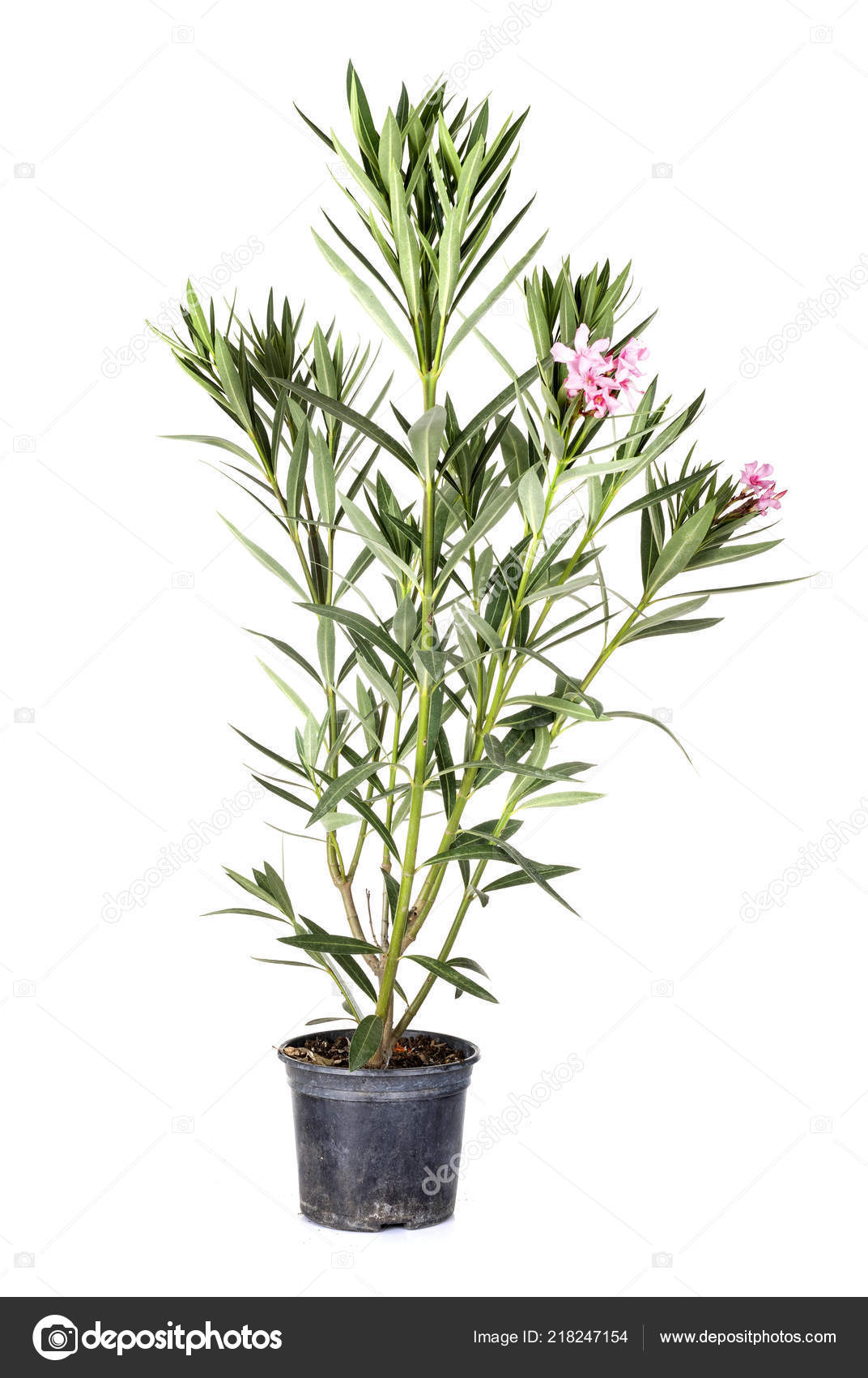 Nerium Oleander Leaf