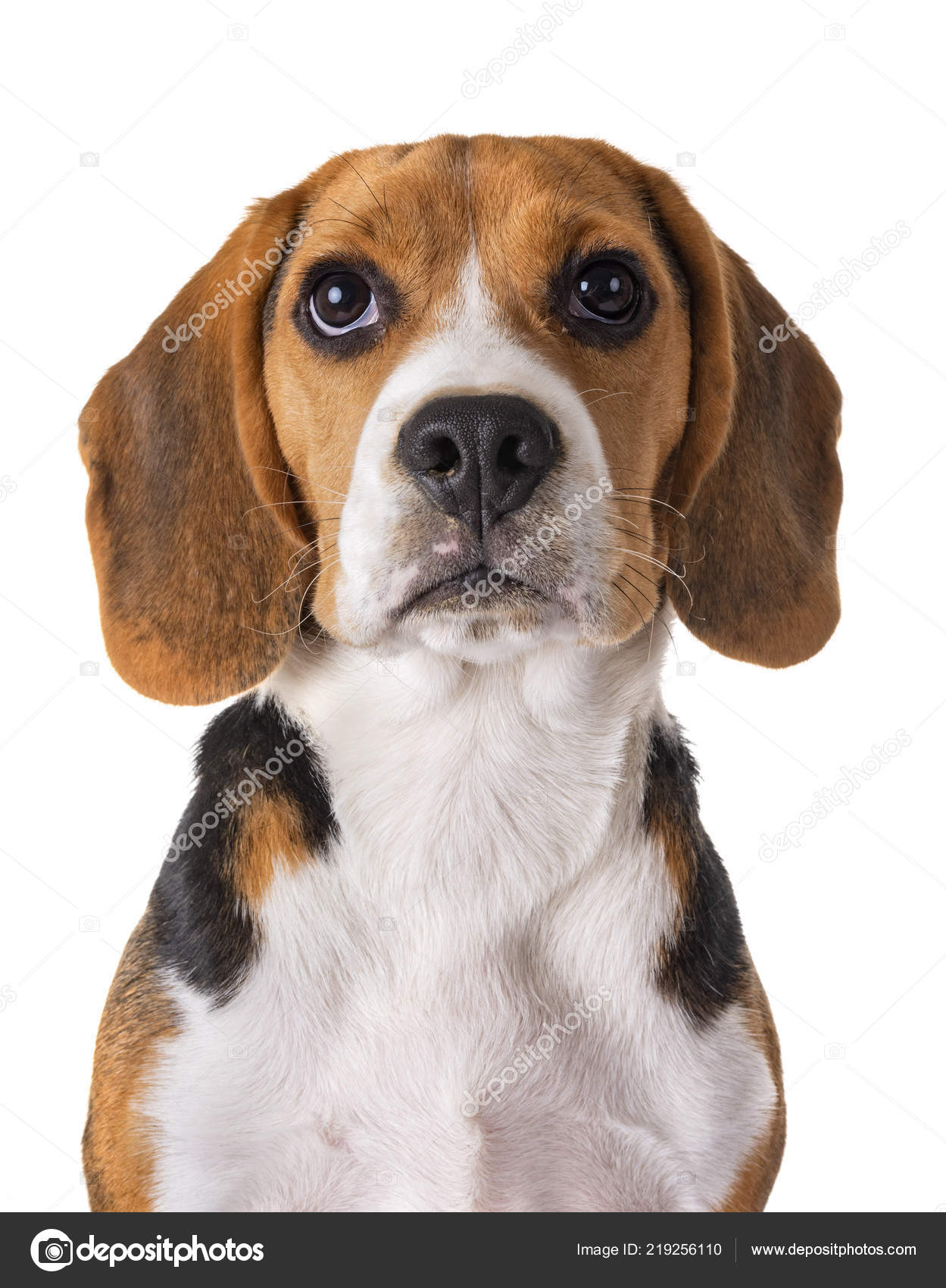Beagle Dog Front White Background — Stock Photo © cynoclub #219256110