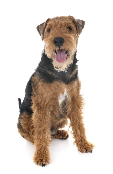 Fox terrier Stock Photos, Royalty Free Fox terrier Images | Depositphotos