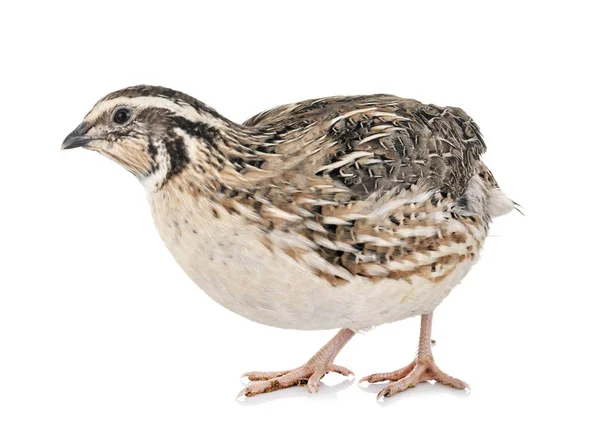 Japanese Quail Front White Background — Stock Photo © cynoclub #240182254