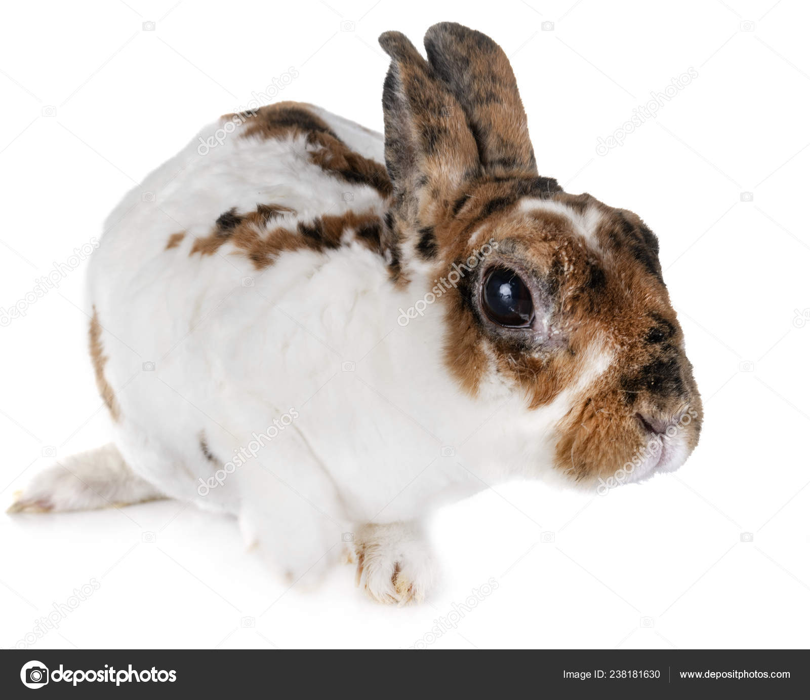 White Mini Rex Rabbits