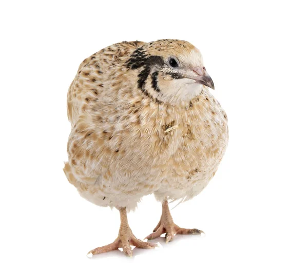 Japanese Quail Front White Background — Stock Photo © cynoclub #240182254