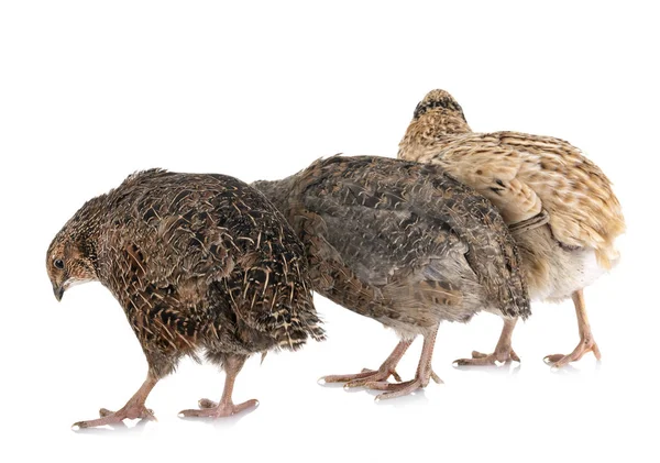 Japanese Quail Front White Background — Stock Photo © cynoclub #240182254
